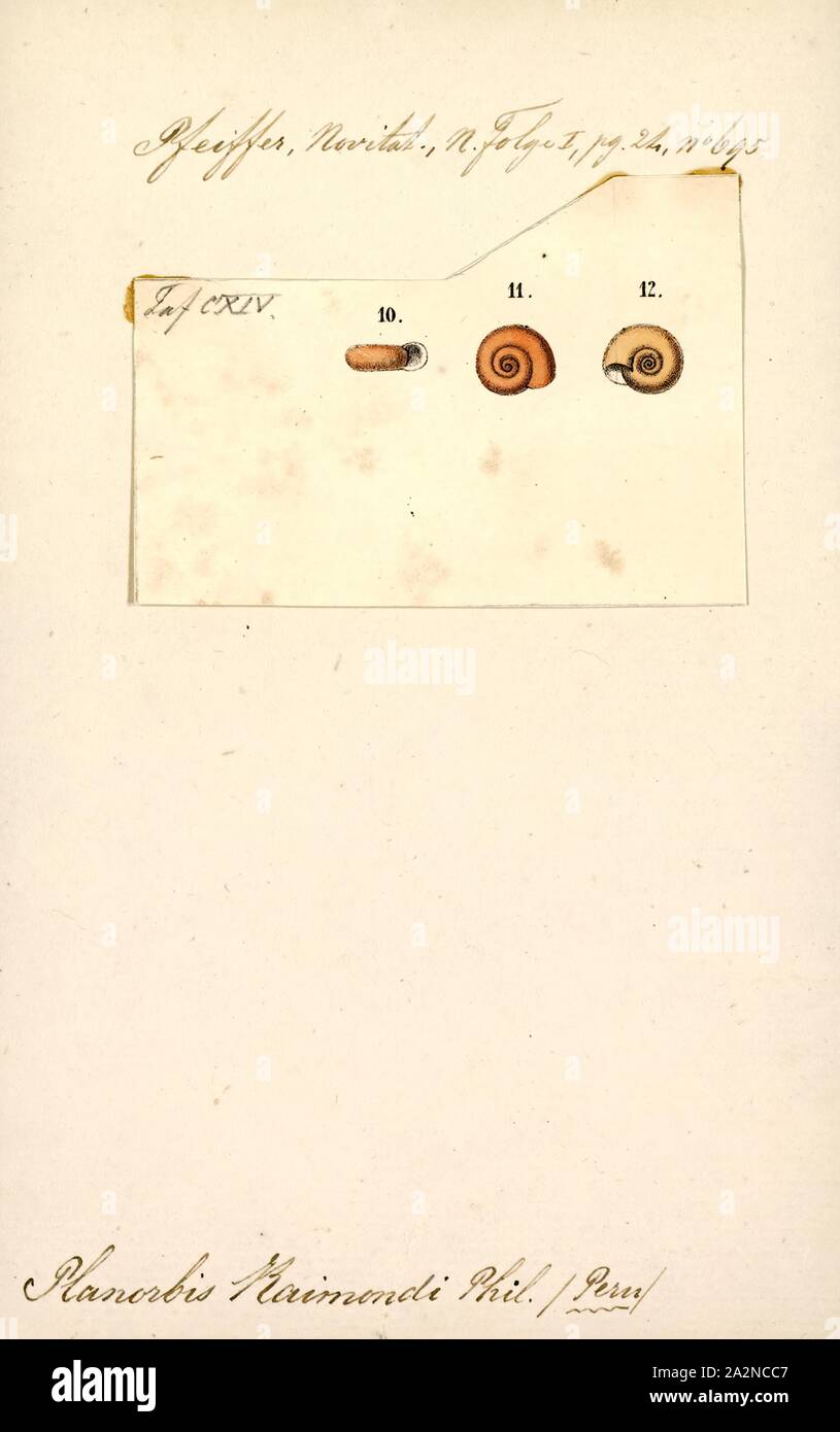 Planorbis raimondi hi-res stock photography and images - Alamy