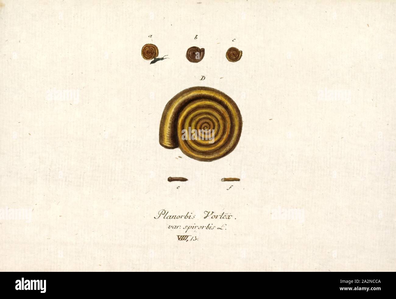 Planorbis vortex hi-res stock photography and images - Alamy