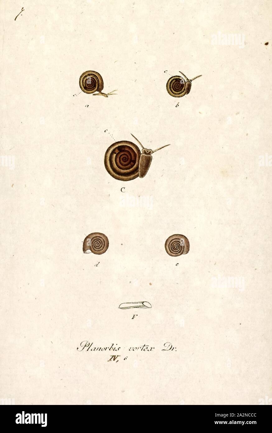 Planorbis vortex hi-res stock photography and images - Alamy