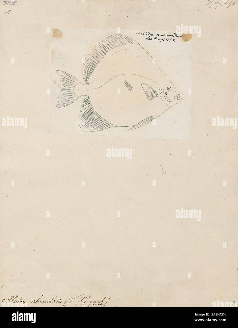 Platax orbicularis, Print, The orbicular batfish (Platax orbicularis ...