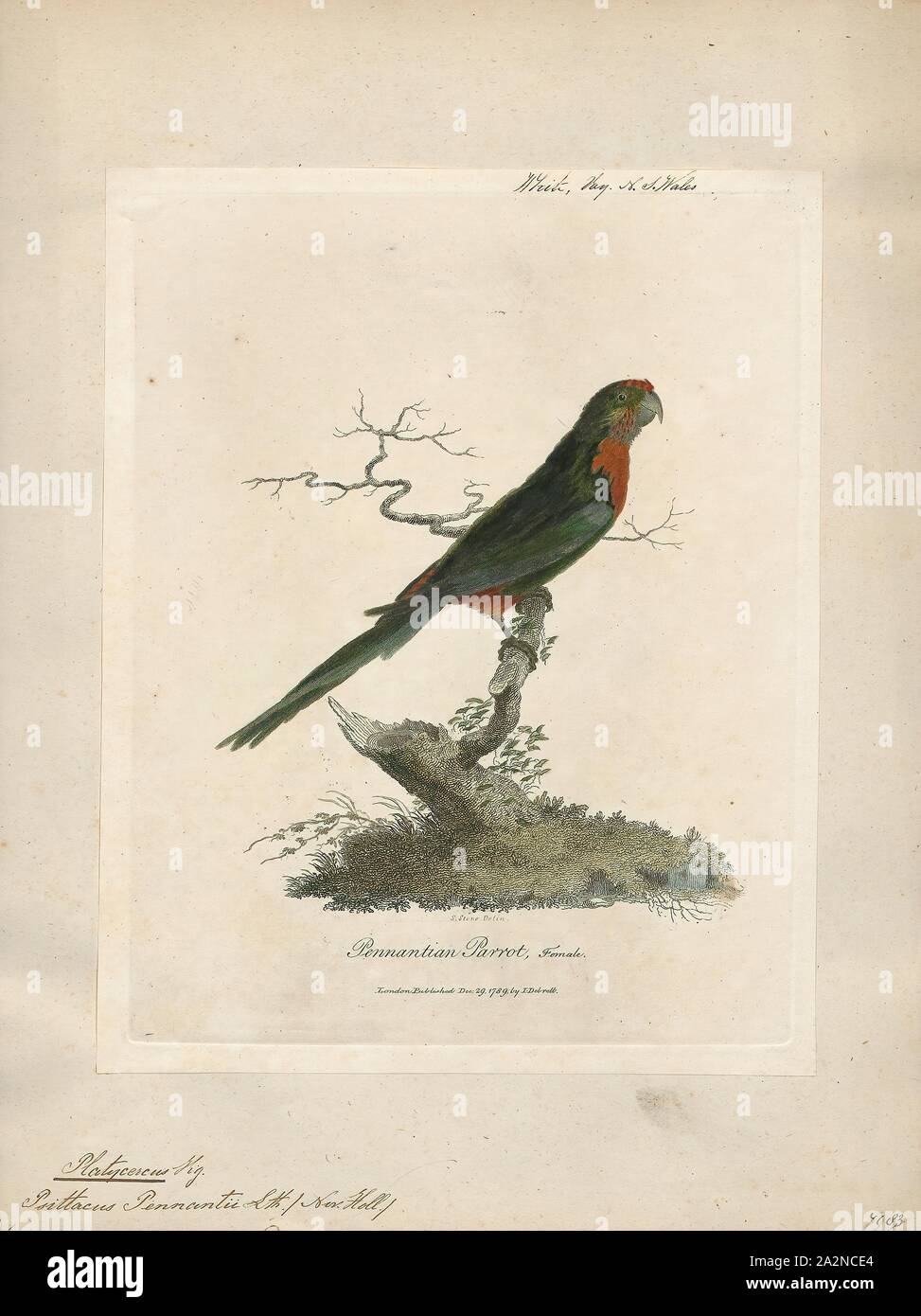 Platycercus pennantii, Print, Rosellas are in a genus that consists of ...