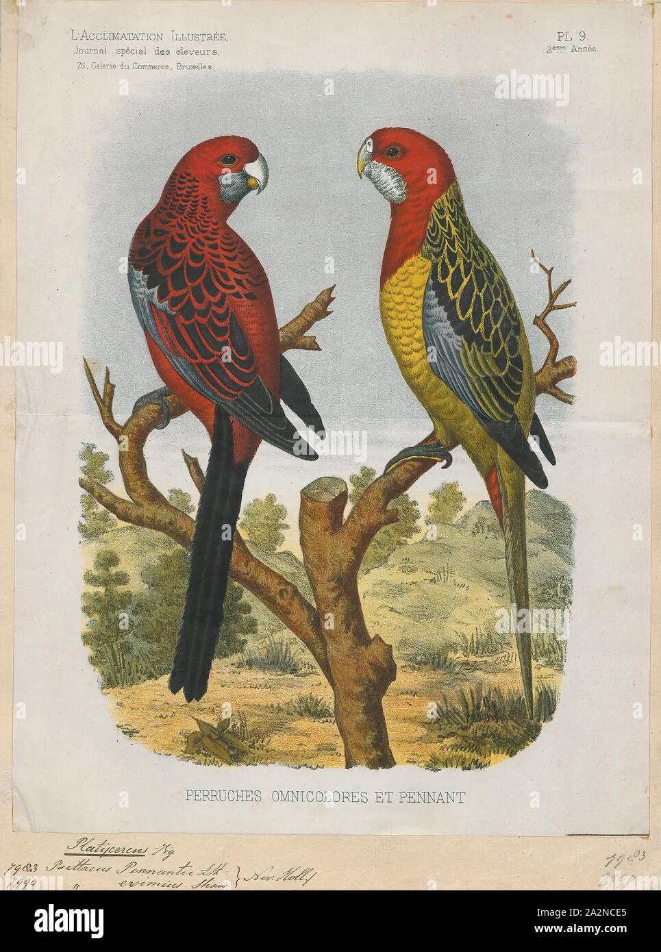 Platycercus pennantii, Print, Rosellas are in a genus that consists of ...