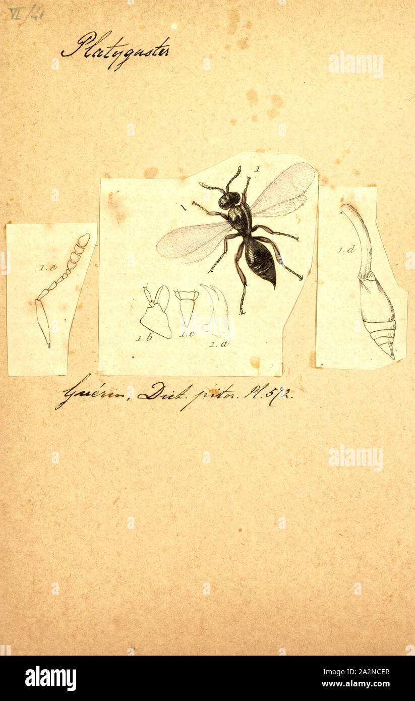 530 described species hi-res stock photography and images - Alamy