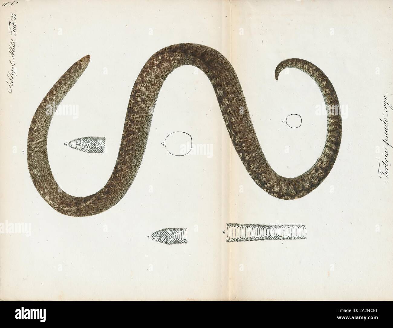 Round island boa hi-res stock photography and images - Alamy