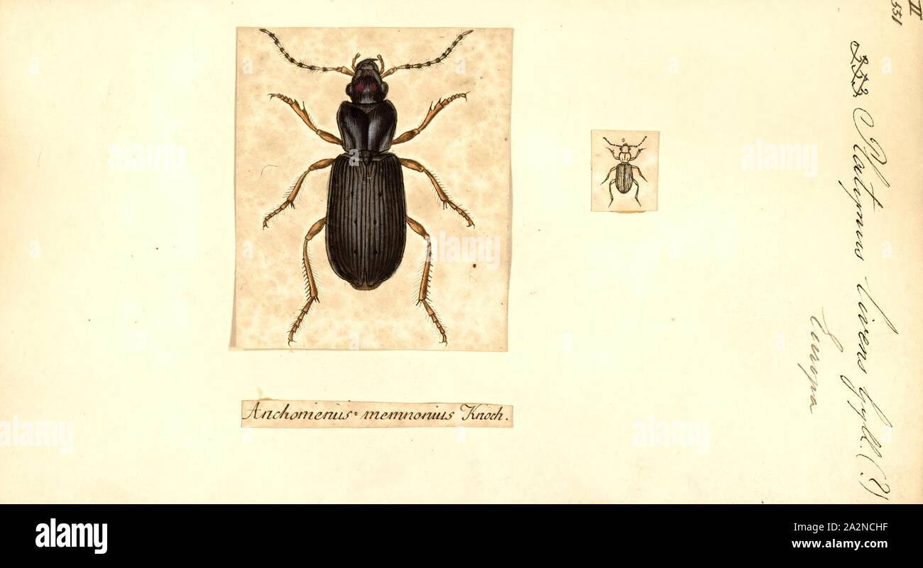 Platynus hi-res stock photography and images - Alamy