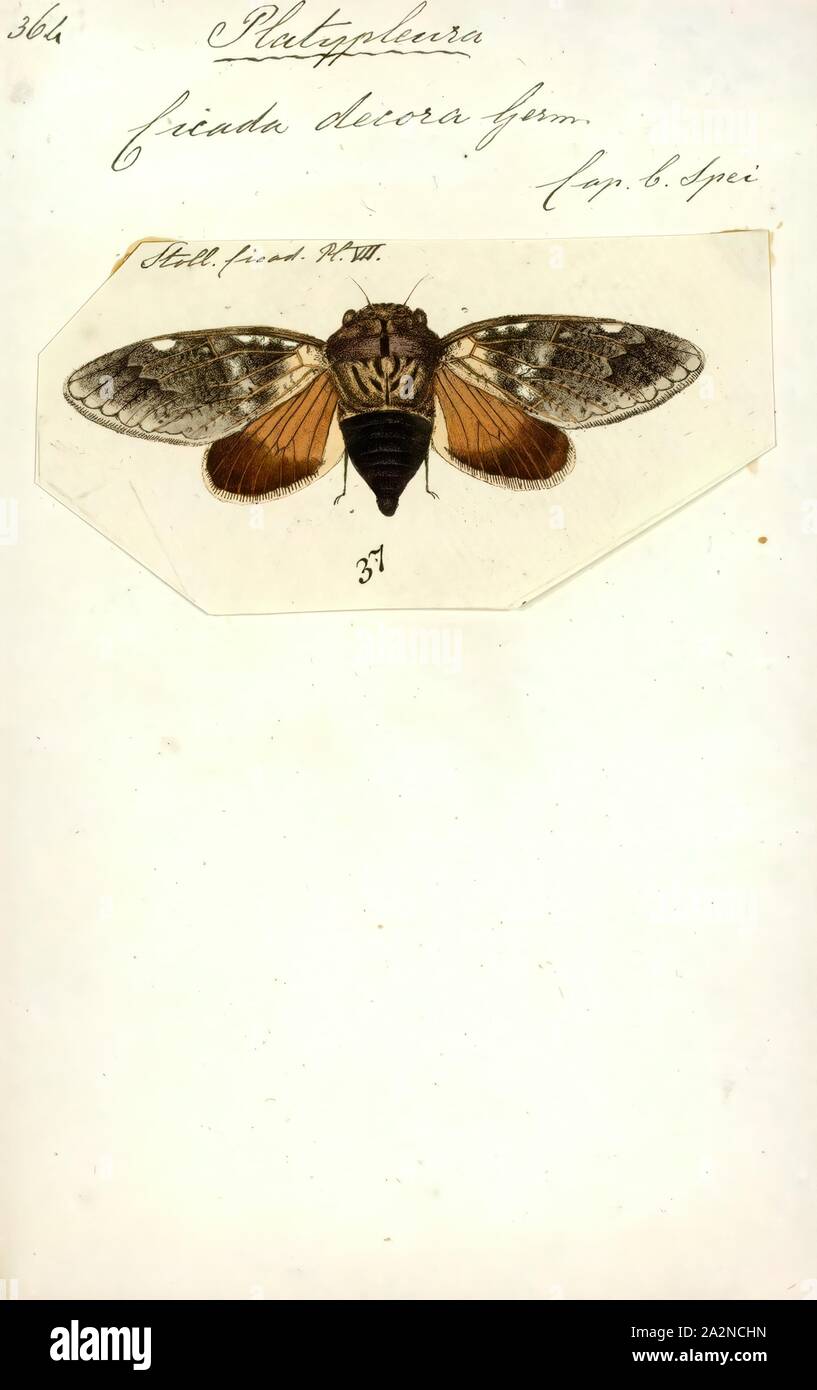 Platypleura, Print, The cicada genus Platypleura occurs widely across ...