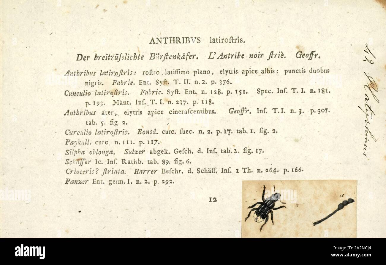 Platyrrhinus, Print, Platyrrhinus is a genus of leaf-nosed bats in the ...