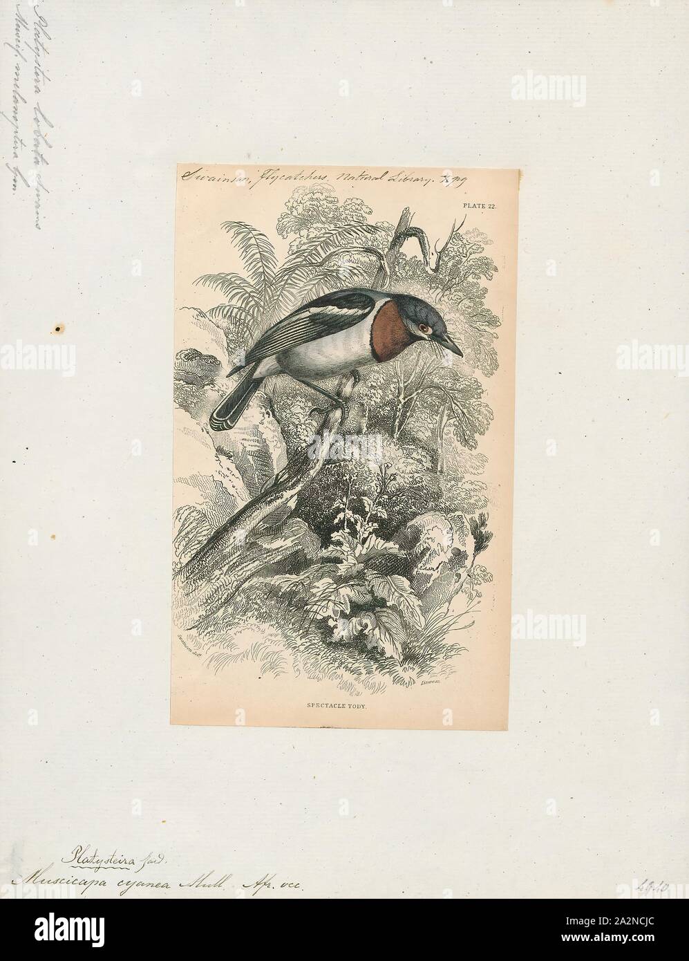 Common wattle eye hi-res stock photography and images - Alamy