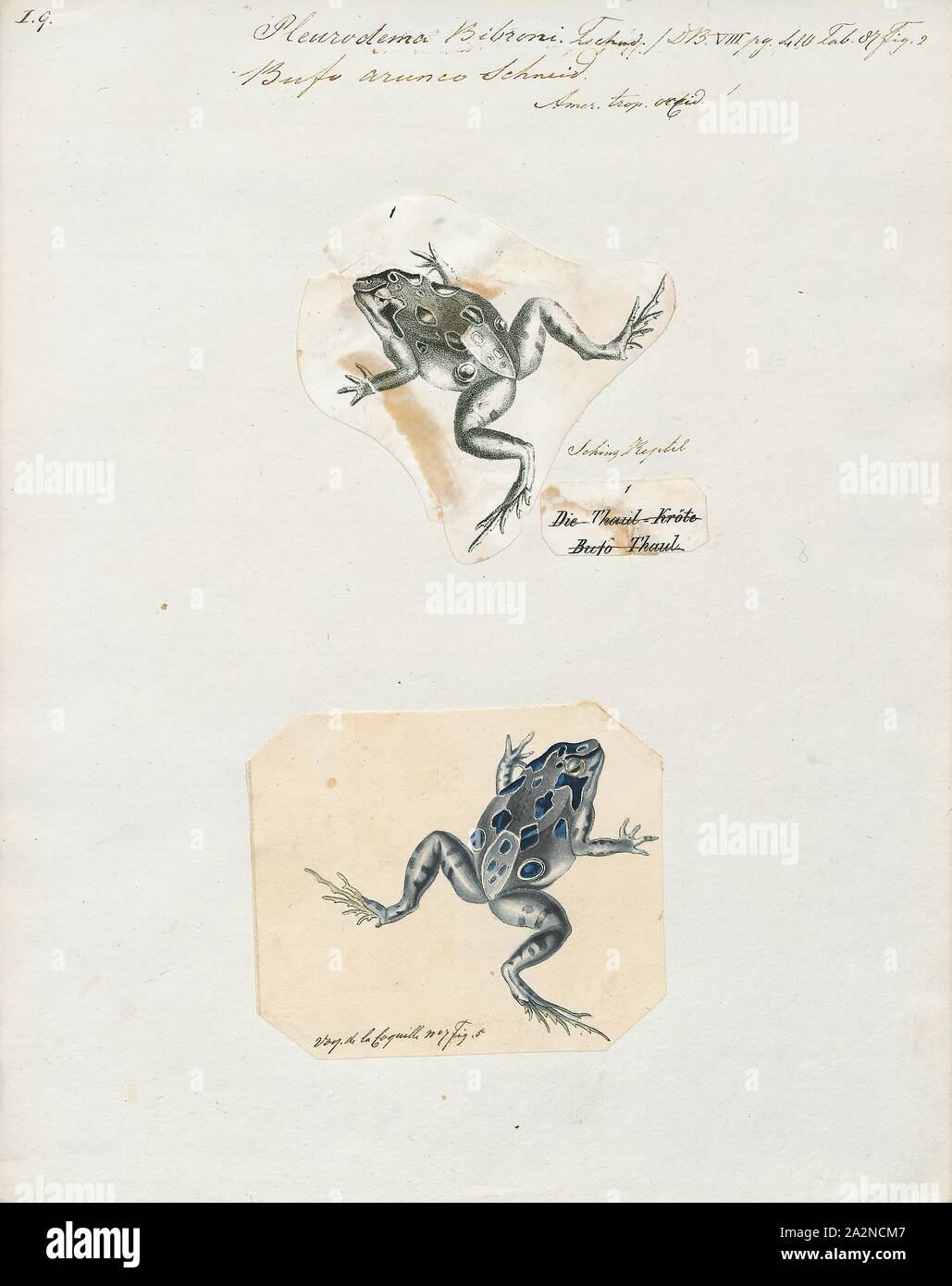 Frogs raised posterior hi-res stock photography and images - Alamy