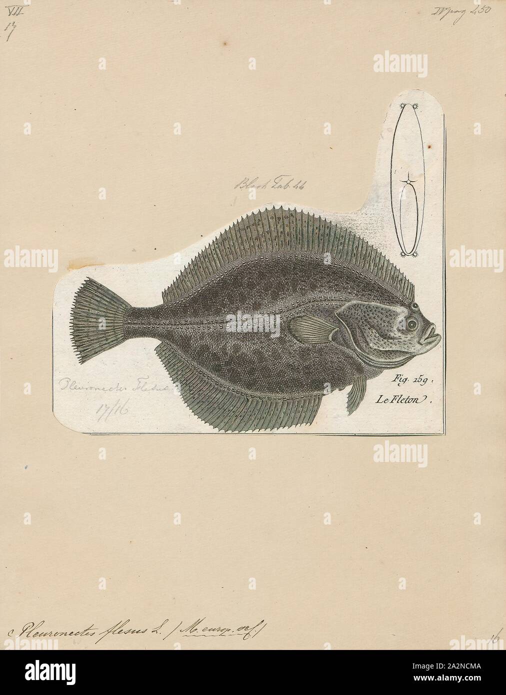 Pleuronectes flesus hi-res stock photography and images - Alamy