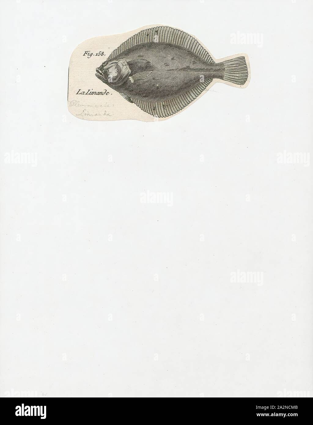 Limanda limanda hi-res stock photography and images - Alamy