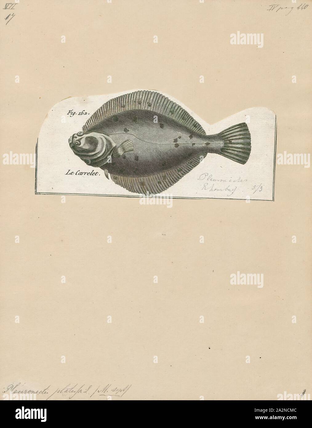 Commercially important hi-res stock photography and images - Alamy