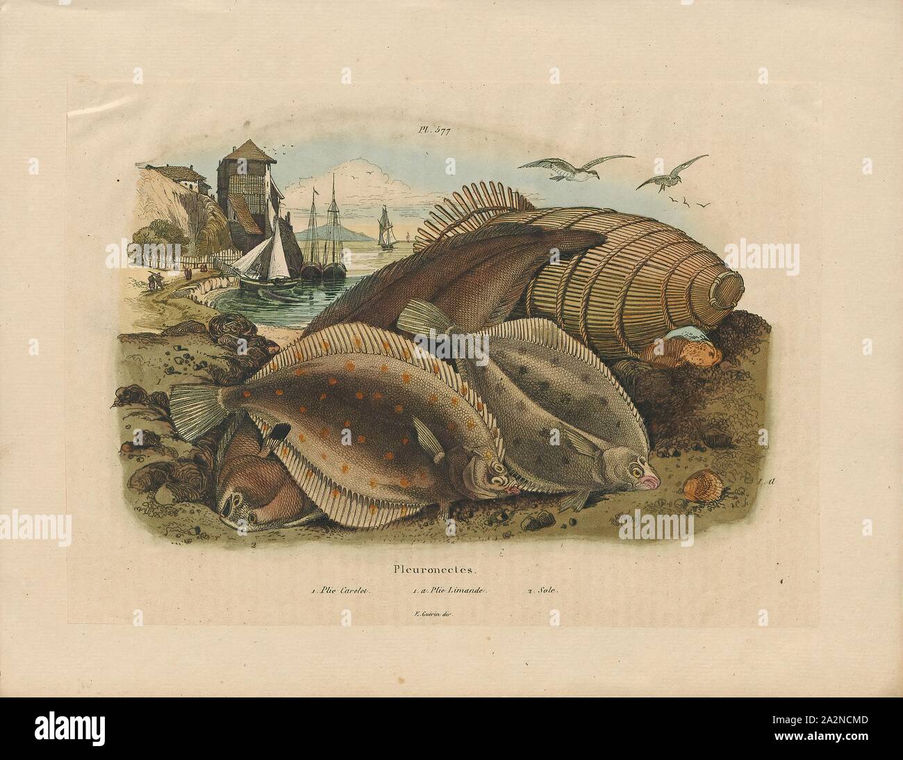 Pleuronectes platessa, Print, The European plaice (Pleuronectes ...