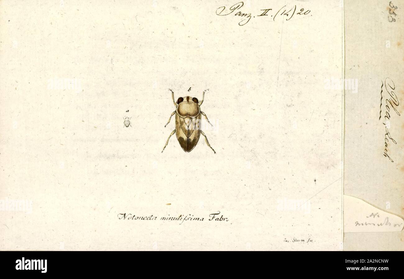 Ploa hi-res stock photography and images - Alamy