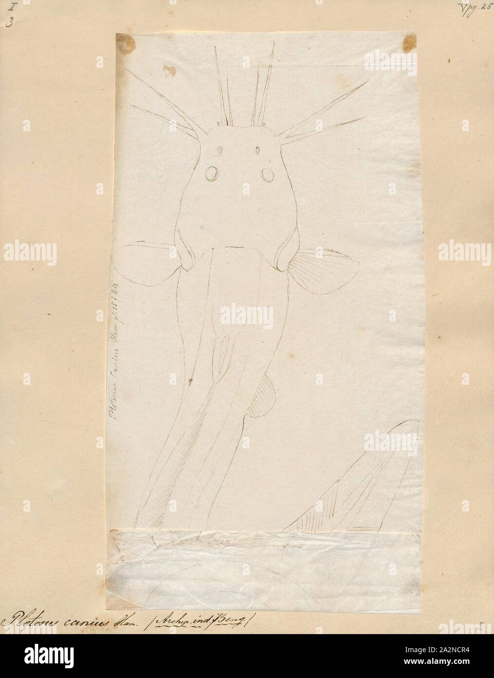 Plotosus canius, Print, Plotosus canius is a species of eeltail catfish ...