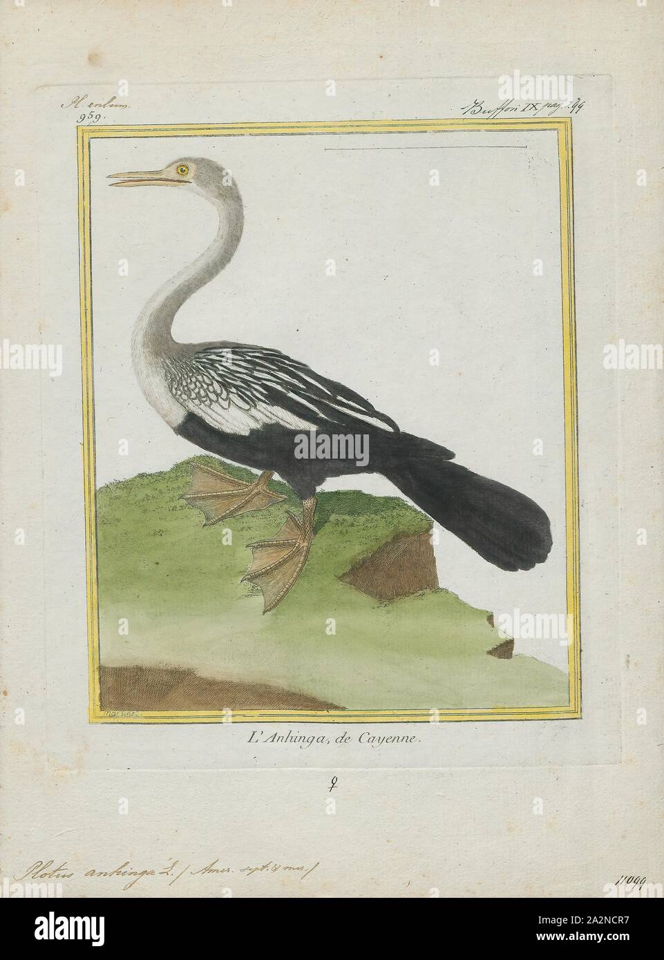 External nares hi-res stock photography and images - Alamy