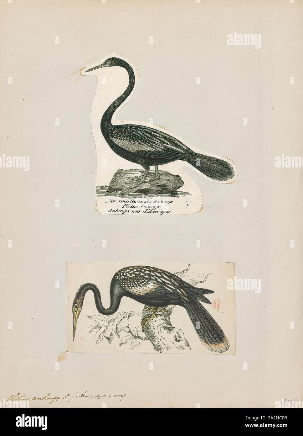 External nares hi-res stock photography and images - Alamy