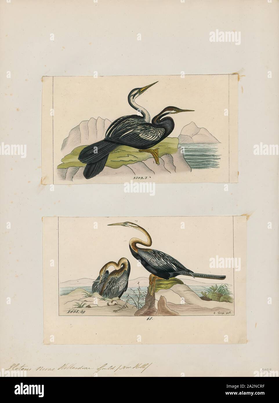 Anhingidae having hi-res stock photography and images - Alamy