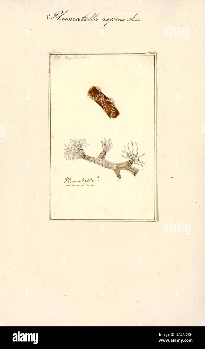 Plumatella repens, Print, Plumatella is a genus of bryozoans from ...
