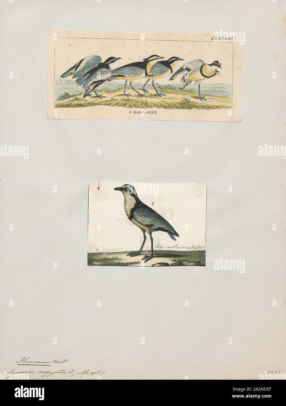 Plover bird crocodile hi-res stock photography and images - Alamy