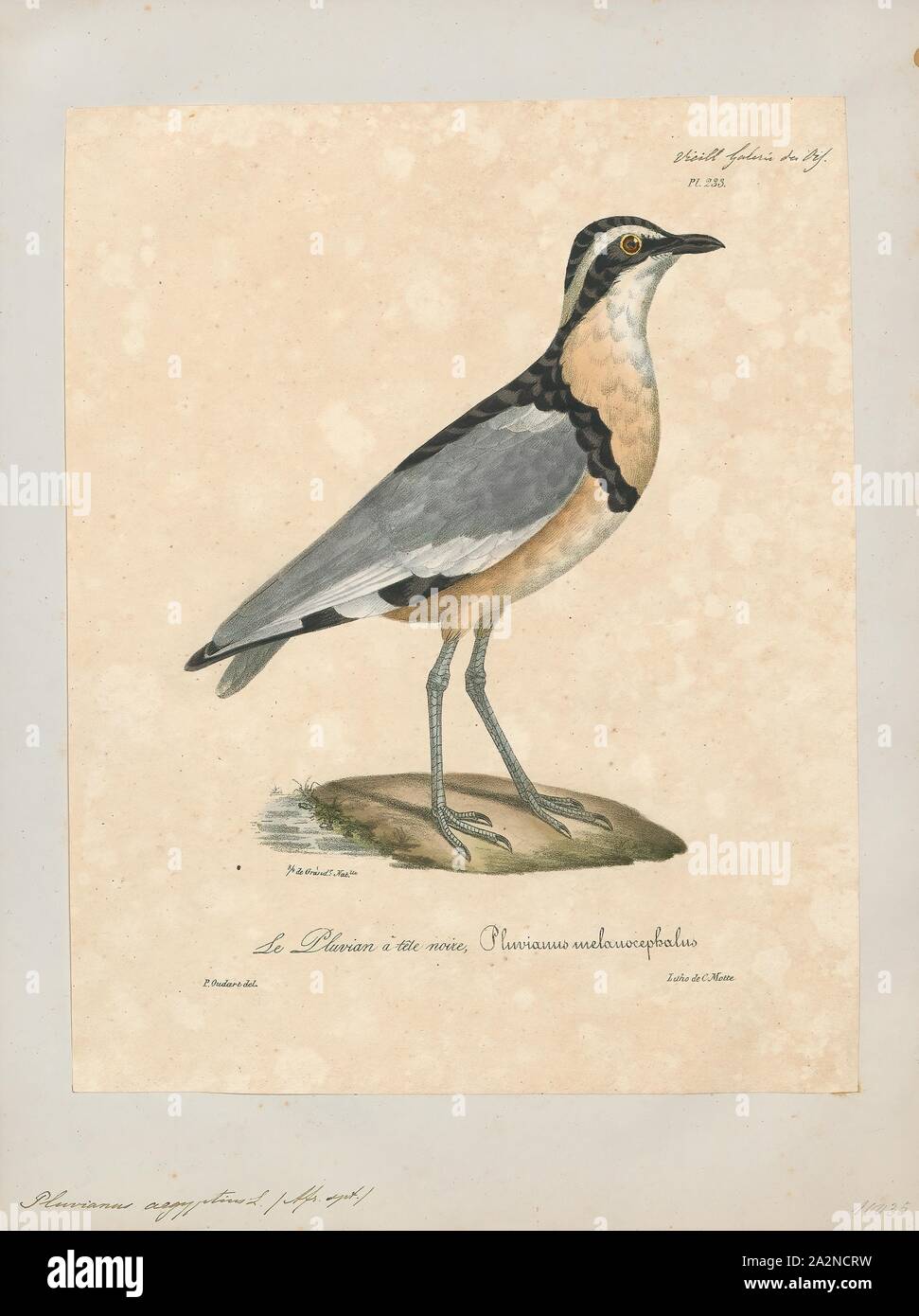 Pluvianus aegyptius, Print, The Egyptian plover (Pluvianus aegyptius ...