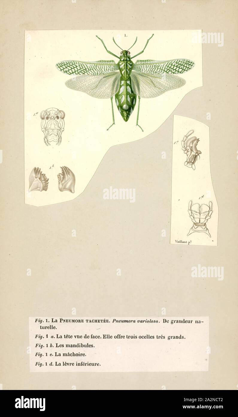 Pneumora hi-res stock photography and images - Alamy
