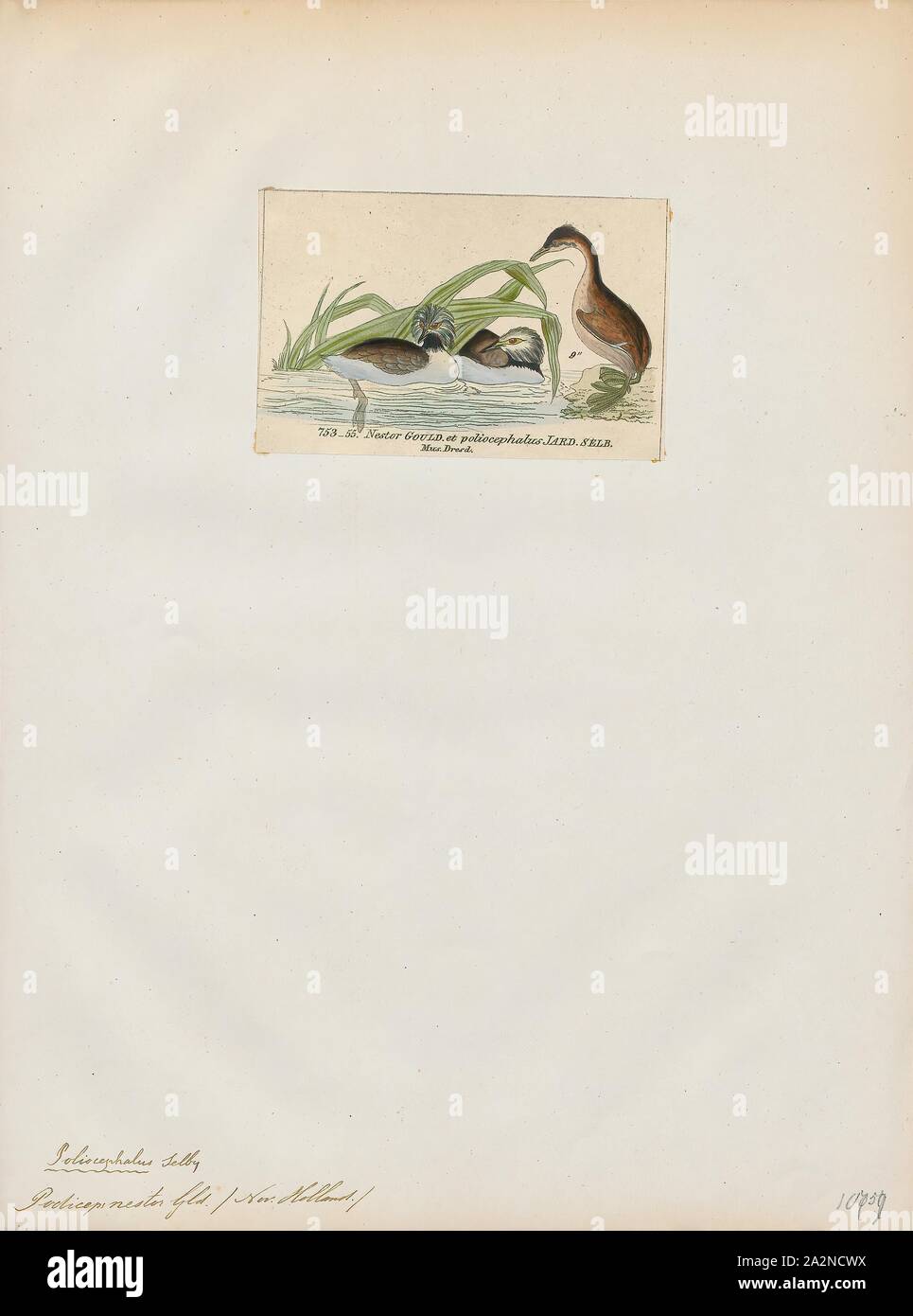 Nestor genus hi-res stock photography and images - Alamy