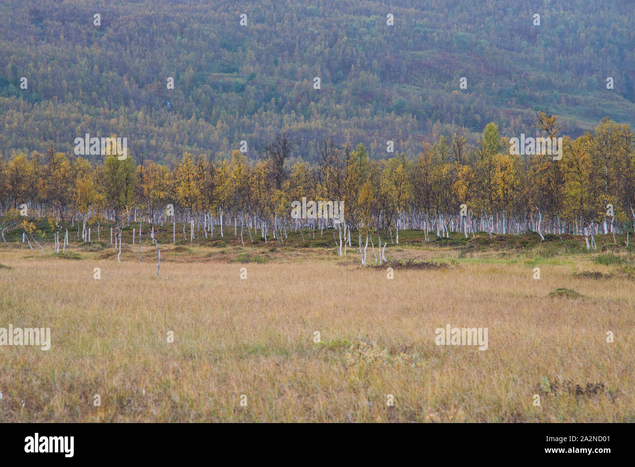Autumn colours in Norway, Troms county Stock Photo - Alamy