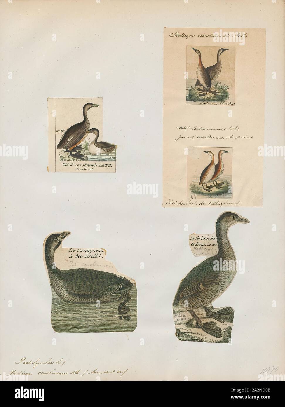 Genus podilymbus hi-res stock photography and images - Alamy