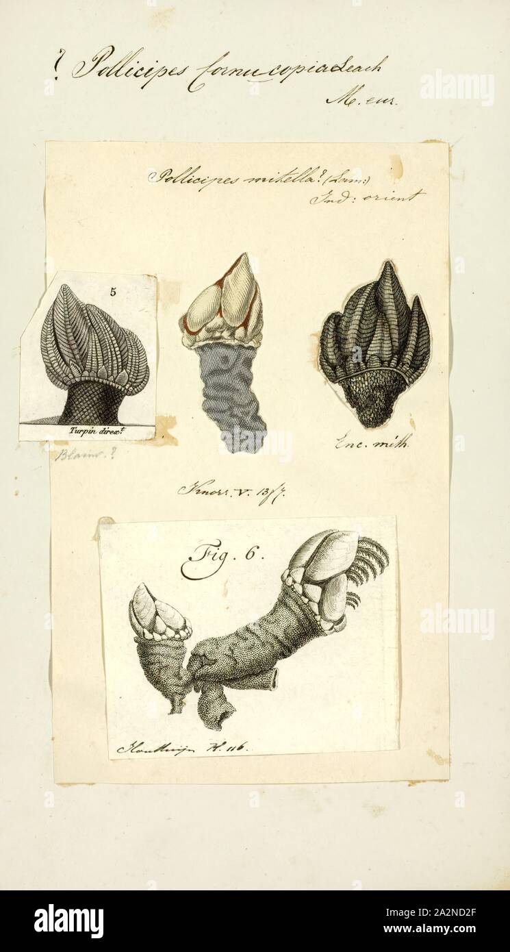 Pollicipes elegans hi-res stock photography and images - Alamy