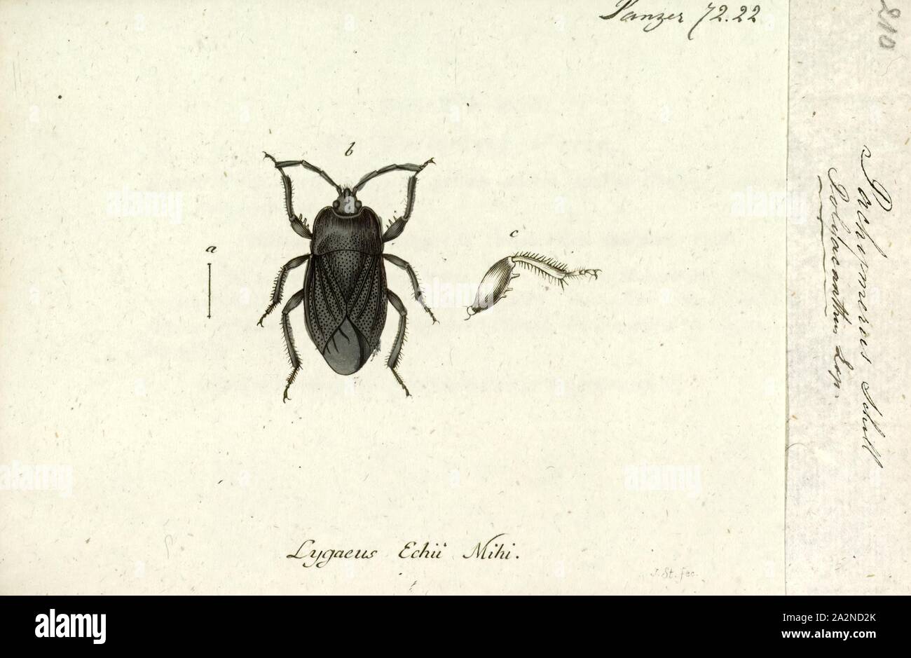 Polyacanthus hi-res stock photography and images - Alamy