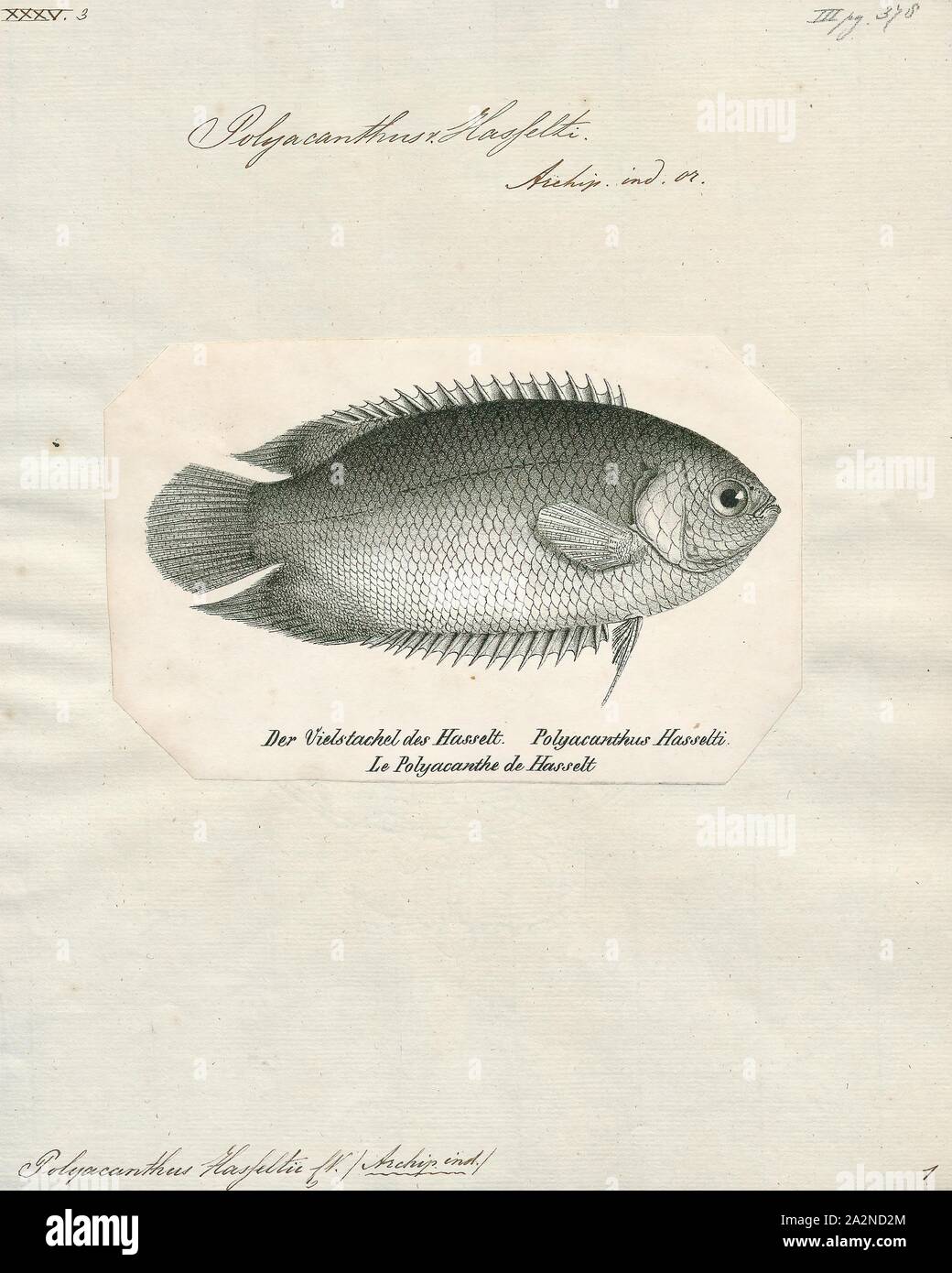 Belontia hi-res stock photography and images - Alamy