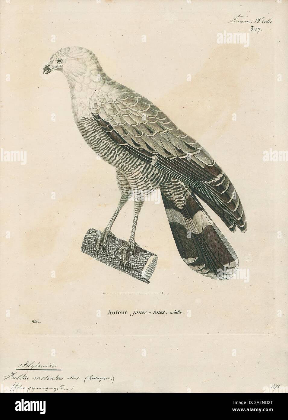 Polyboroides radiatus, Print, The Madagascan harrier-hawk (Polyboroides ...