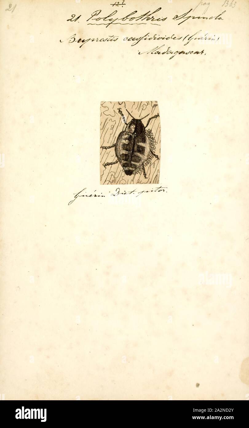 Polybothris, Print, Polybothris is a genus of beetles in the family ...