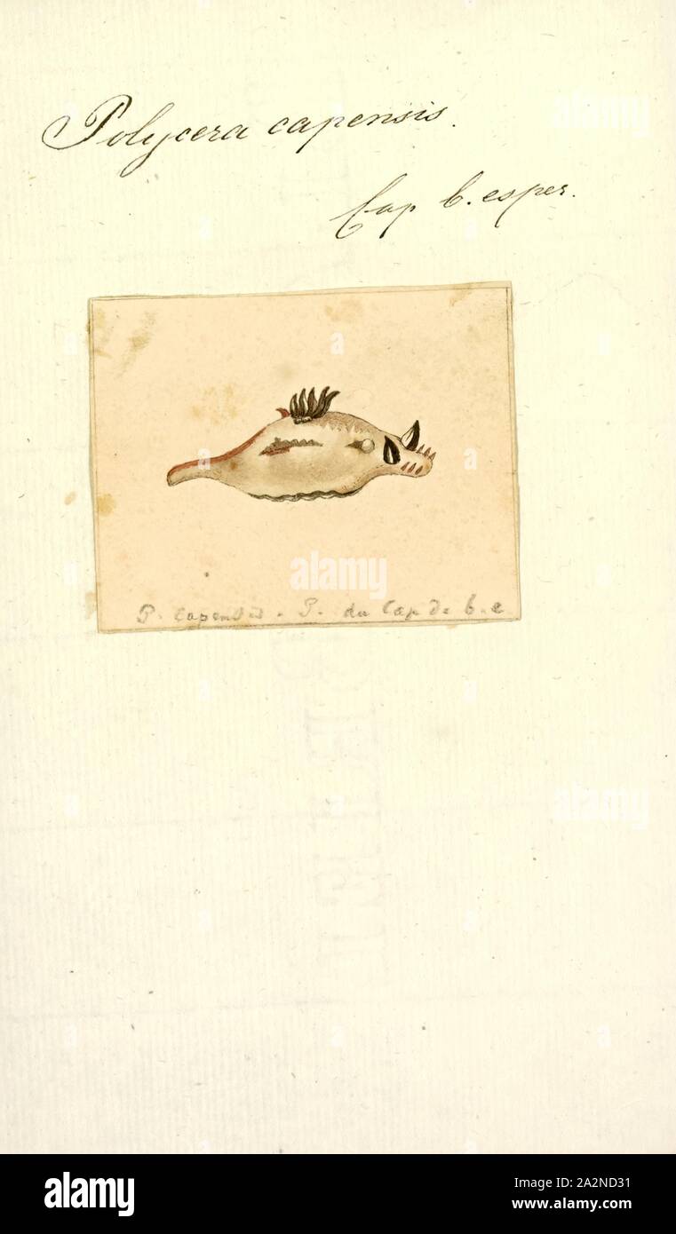 Polycera capensis, Print, The crowned nudibranch (Polycera capensis) is ...