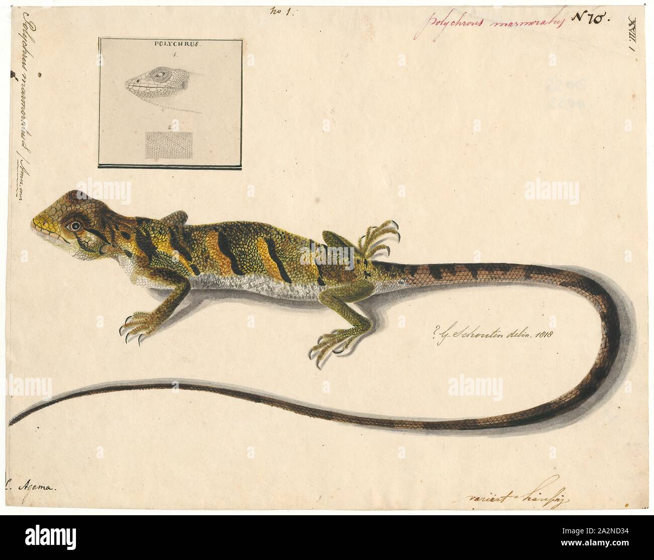 Many predators hi-res stock photography and images - Alamy