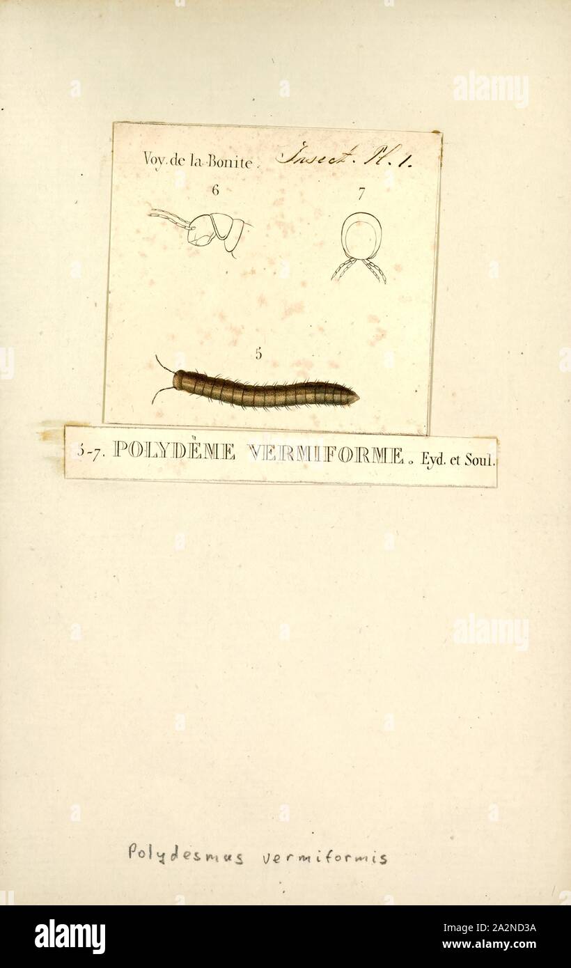 Polydesmus hi-res stock photography and images - Alamy