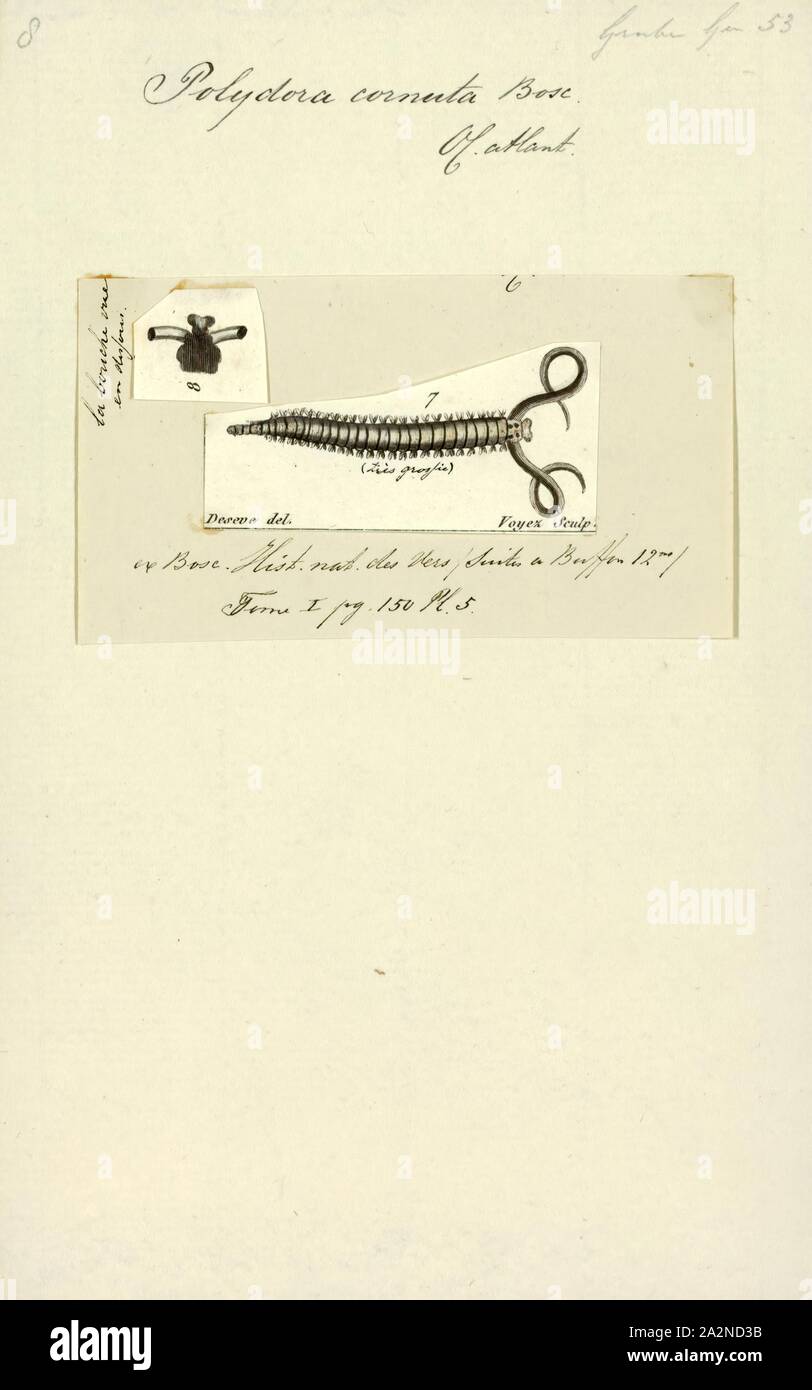 Polydora cornuta, Print, Polychaete worm Stock Photo - Alamy