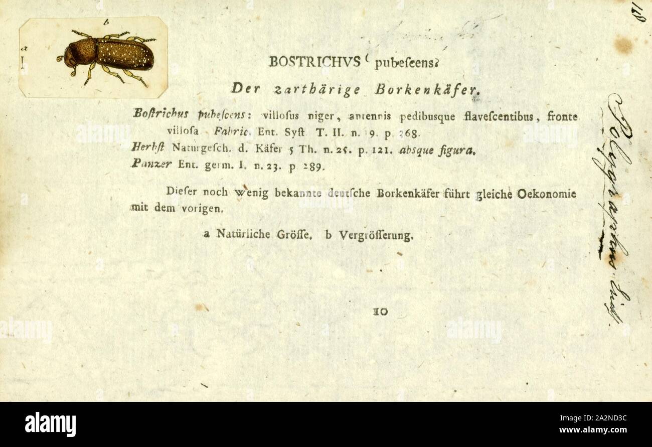 Polygraphus hi-res stock photography and images - Alamy