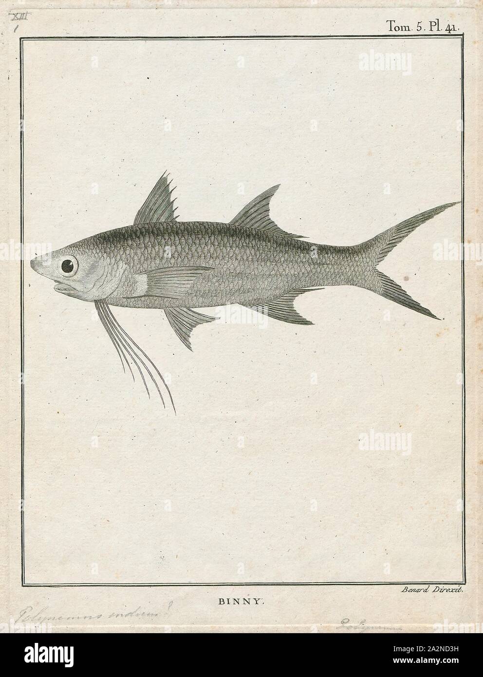 Polynemus indicus, Print, 1700-1880 Stock Photo - Alamy