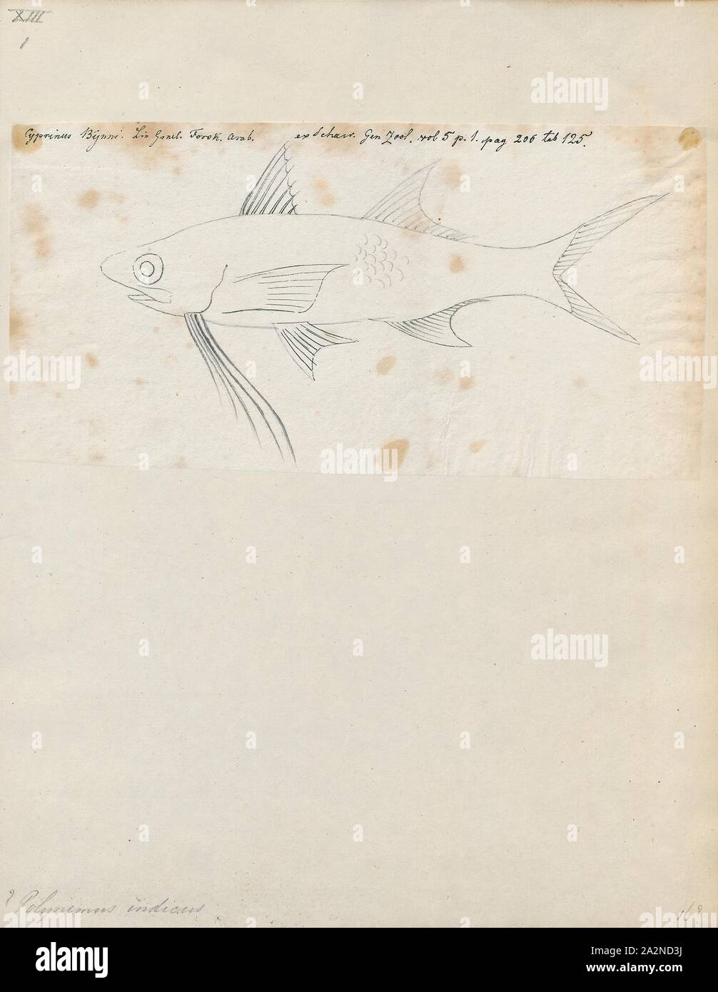 Polynemus indicus hi-res stock photography and images - Alamy