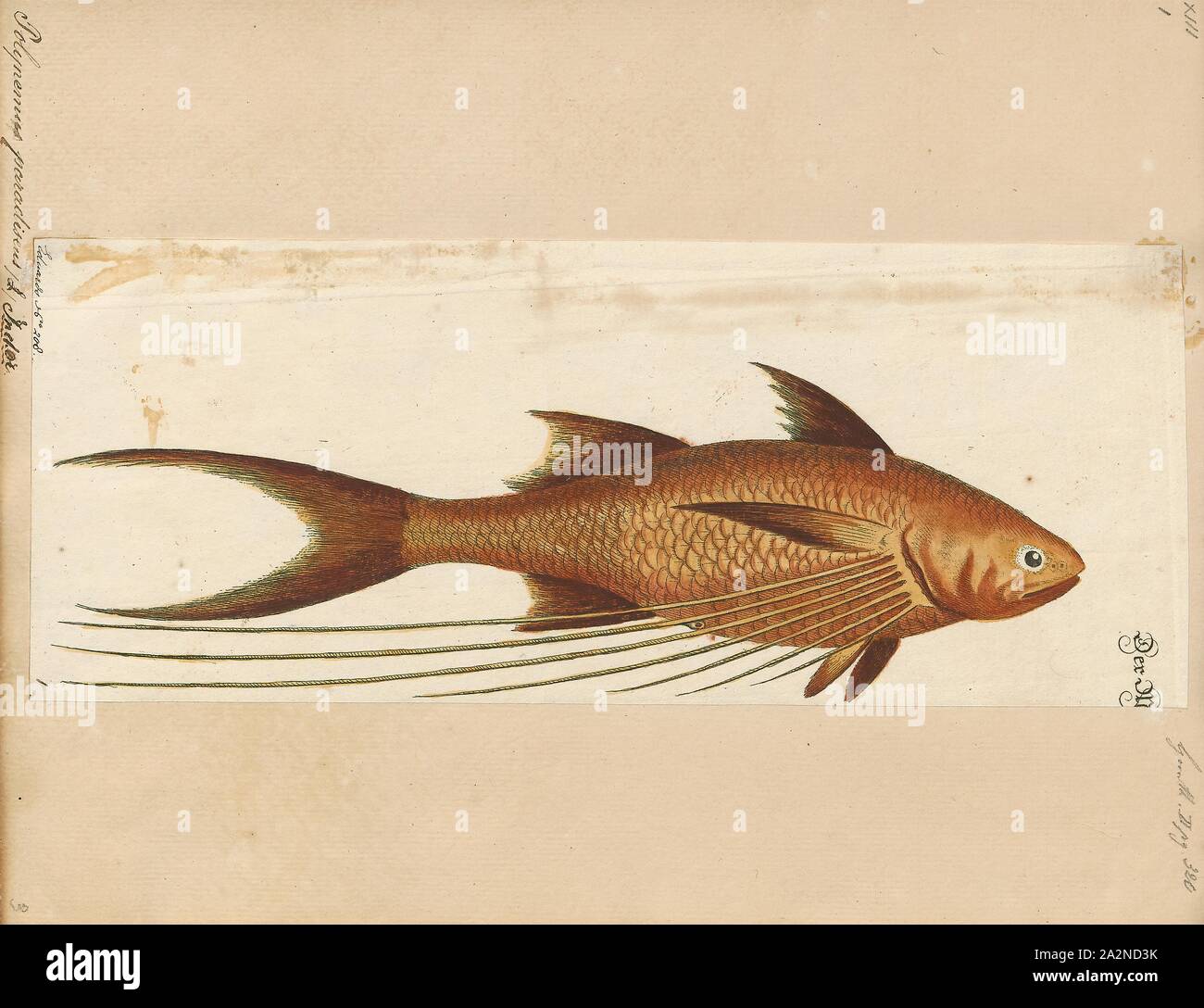 Polynemus species hi-res stock photography and images - Alamy