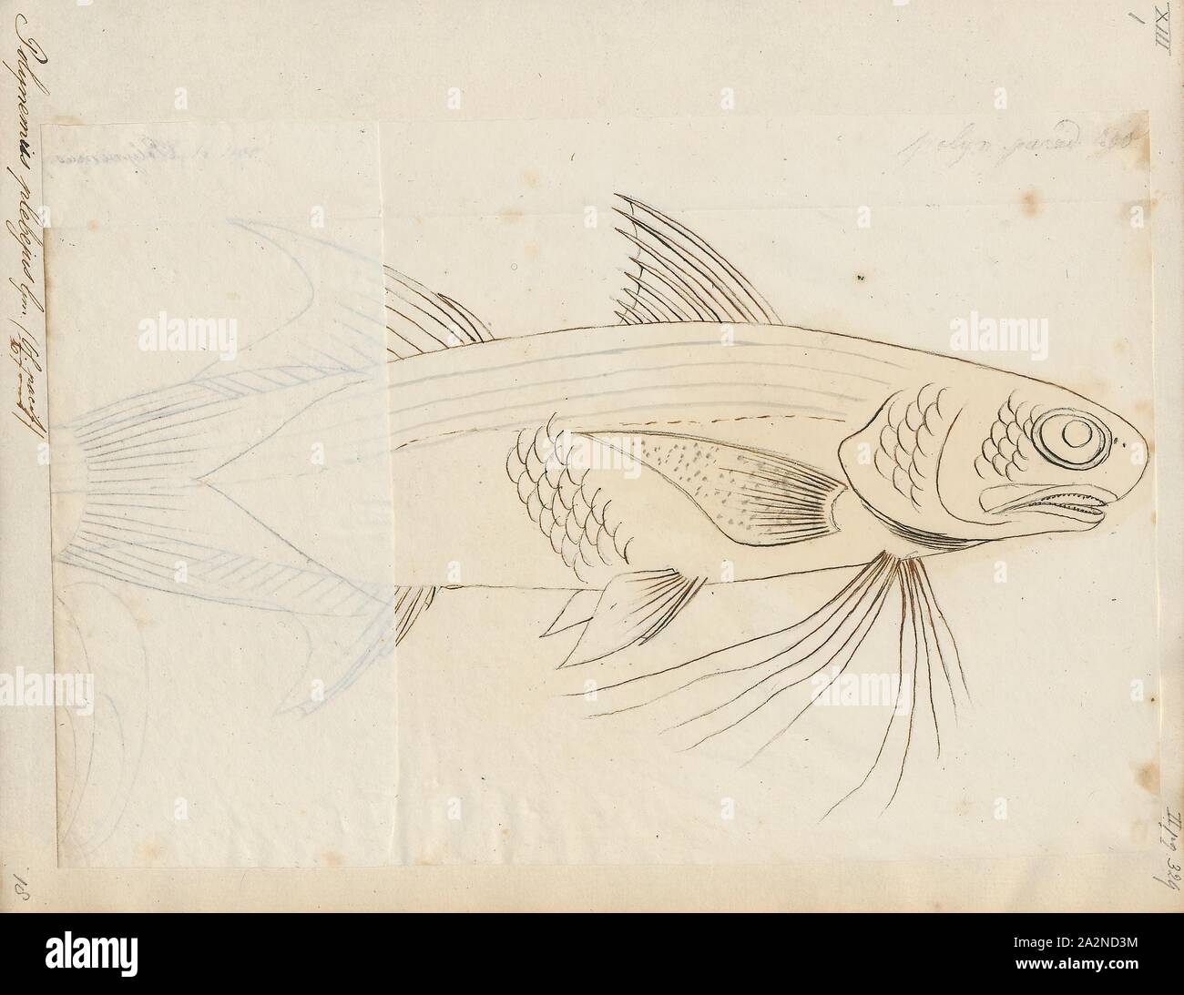 Polynemus plebeius hi-res stock photography and images - Alamy