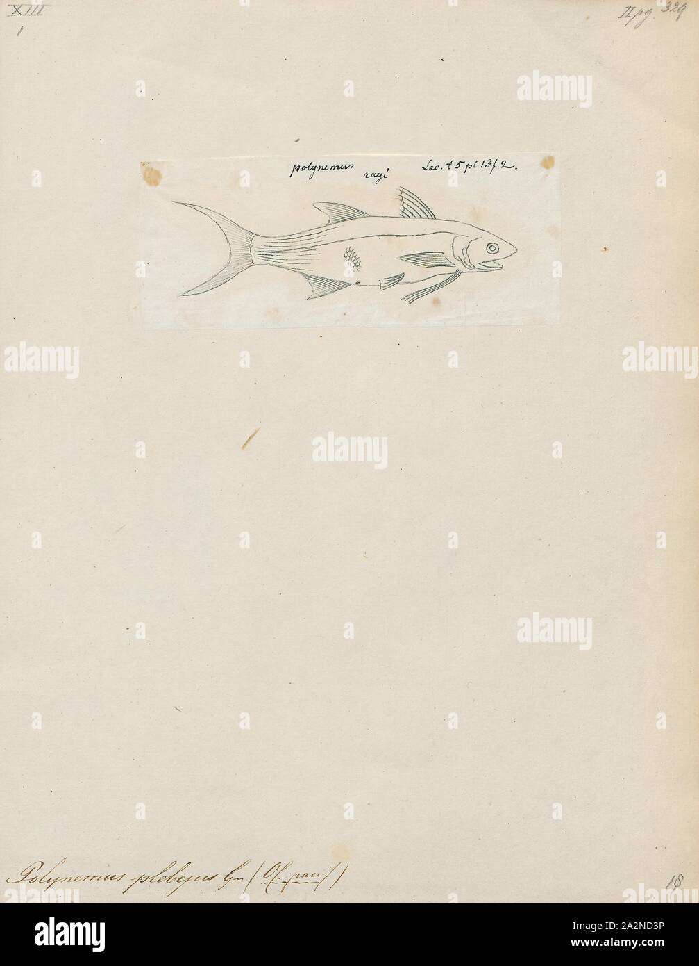 Polynemus plebeius hi-res stock photography and images - Alamy