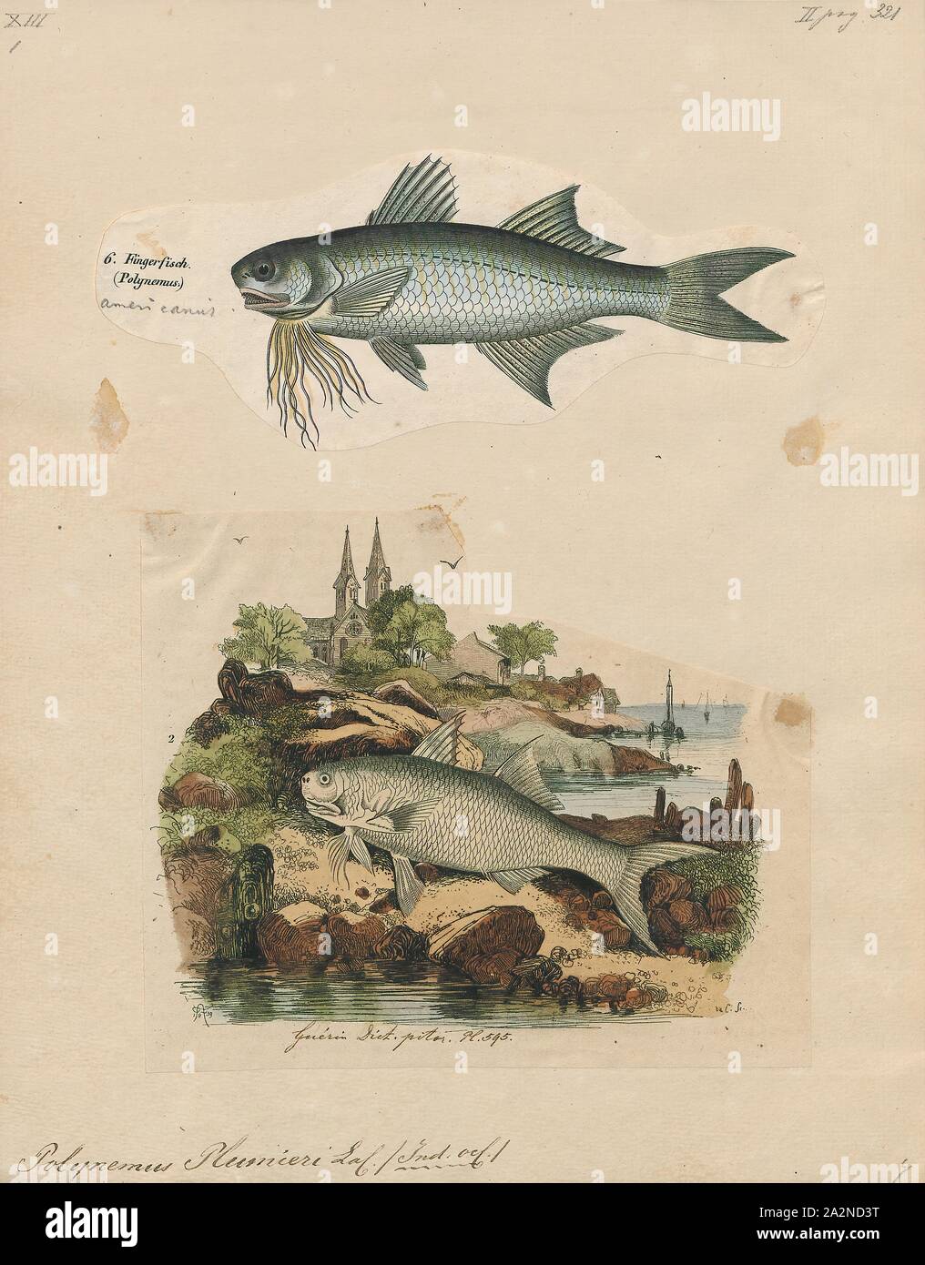 Polynemus plumieri hi-res stock photography and images - Alamy