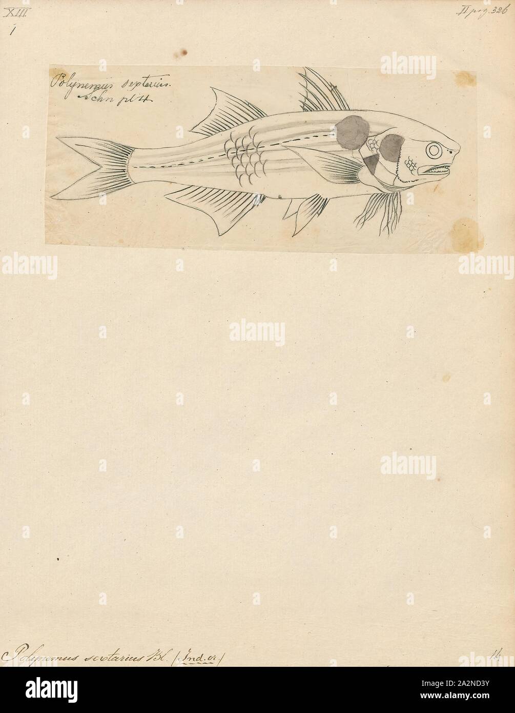 Sextarius hi-res stock photography and images - Alamy