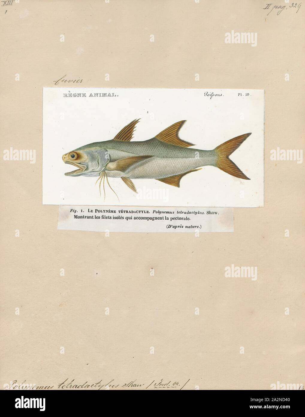 Polynemus tetradactylus, Print, 1700-1880 Stock Photo - Alamy