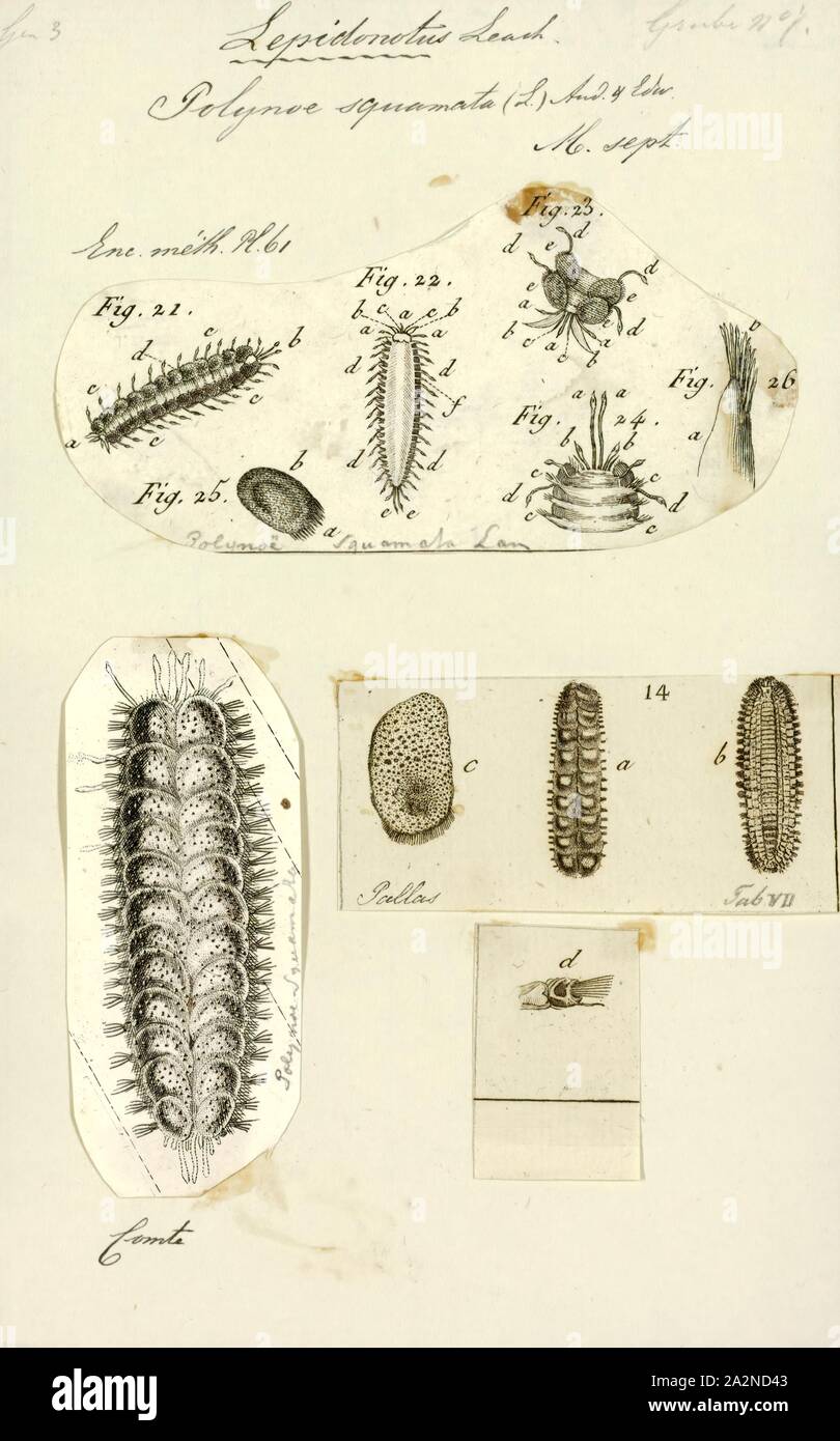 Polynoe squamata hi-res stock photography and images - Alamy