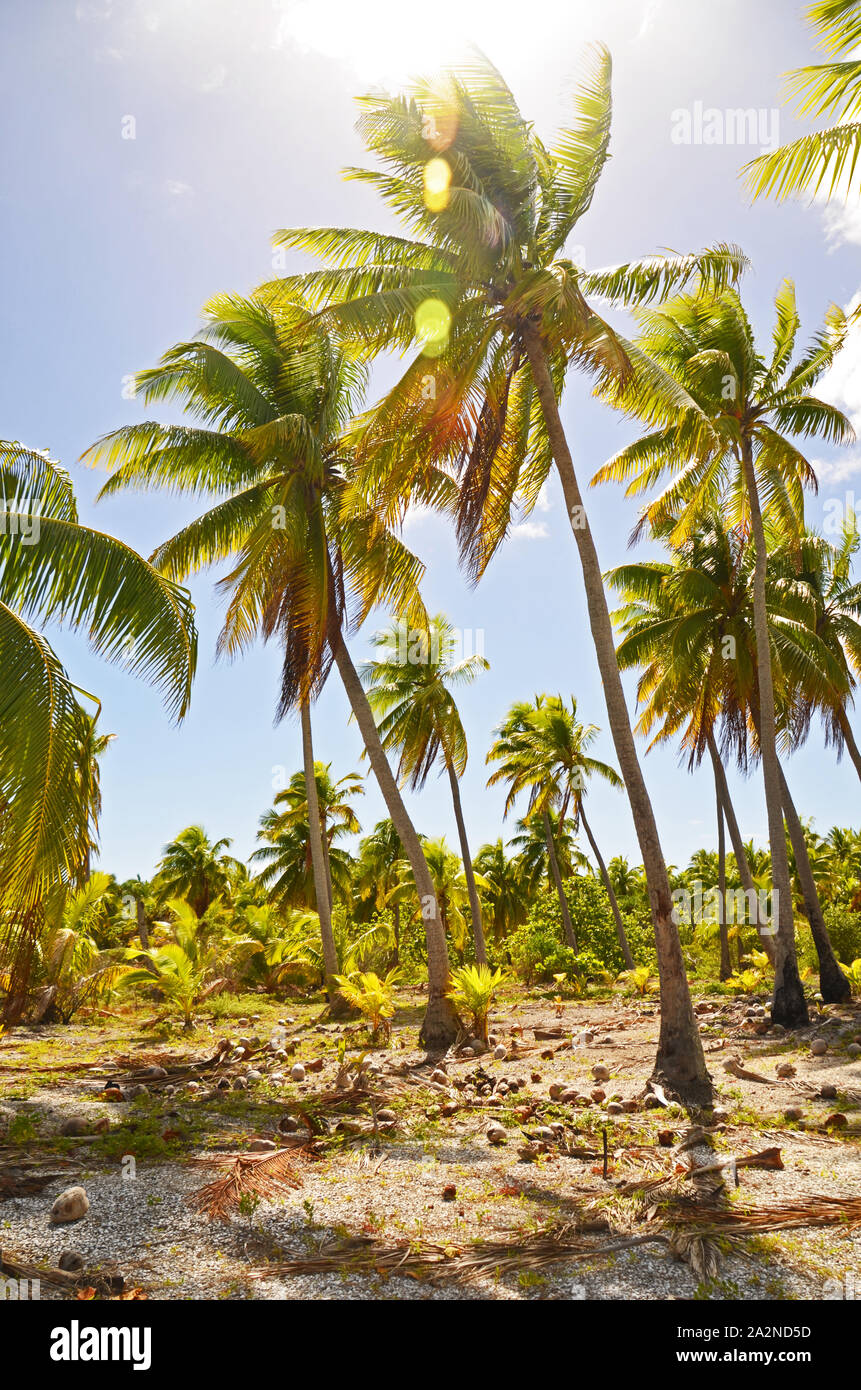 Coconut palms, Anaa Atoll, French Polynesia Stock Photo - Alamy
