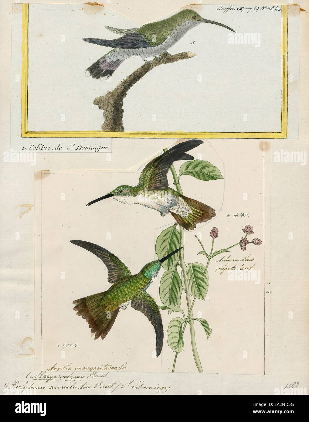 Polytmus aurulentus, Print, The goldenthroats are a small group of ...